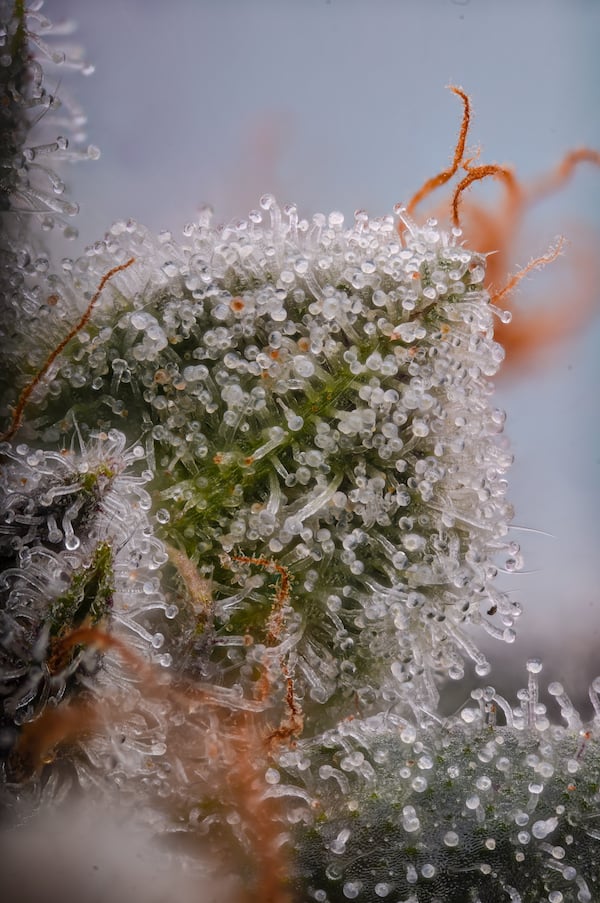 Premium Cannabis Genetics In Colorado I Malek's Premium Cannabis