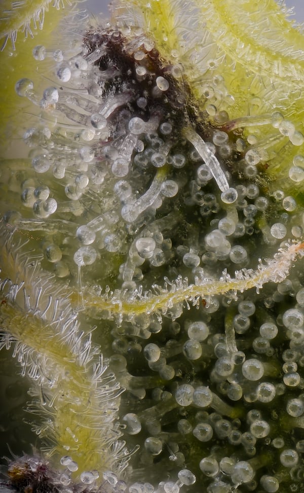 Premium Cannabis Genetics In Colorado I Malek's Premium Cannabis