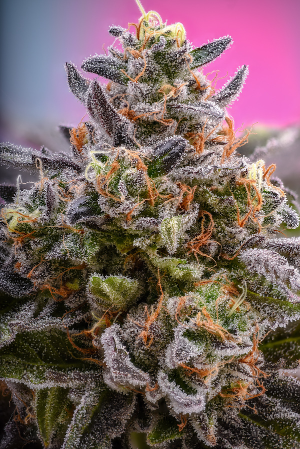 Premium Cannabis Genetics In Colorado I Malek's Premium Cannabis